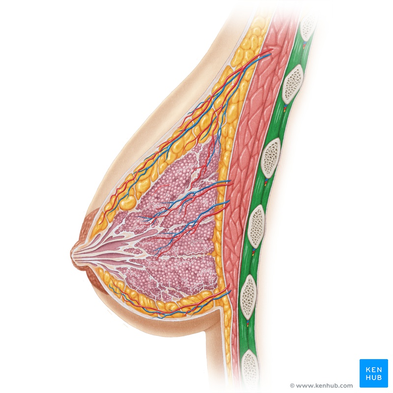 Lernkartei Anatomy: Female breast (English) Lernkartei Anatomy: Female breast (English)